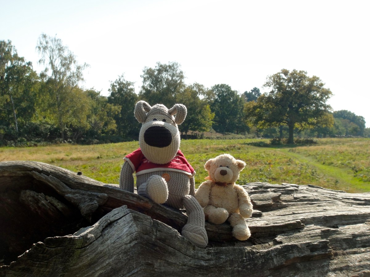 Every Artist needs his teddy bear | The Daily Norm