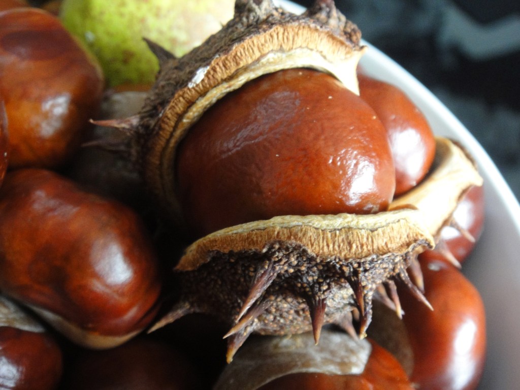 Collecting conkers for a classy seasonal display | The Daily Norm