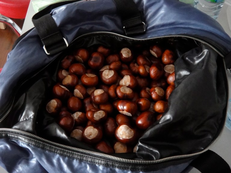 Collecting conkers for a classy seasonal display | The Daily Norm