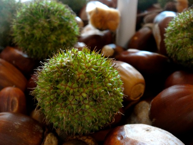 Collecting conkers for a classy seasonal display | The Daily Norm